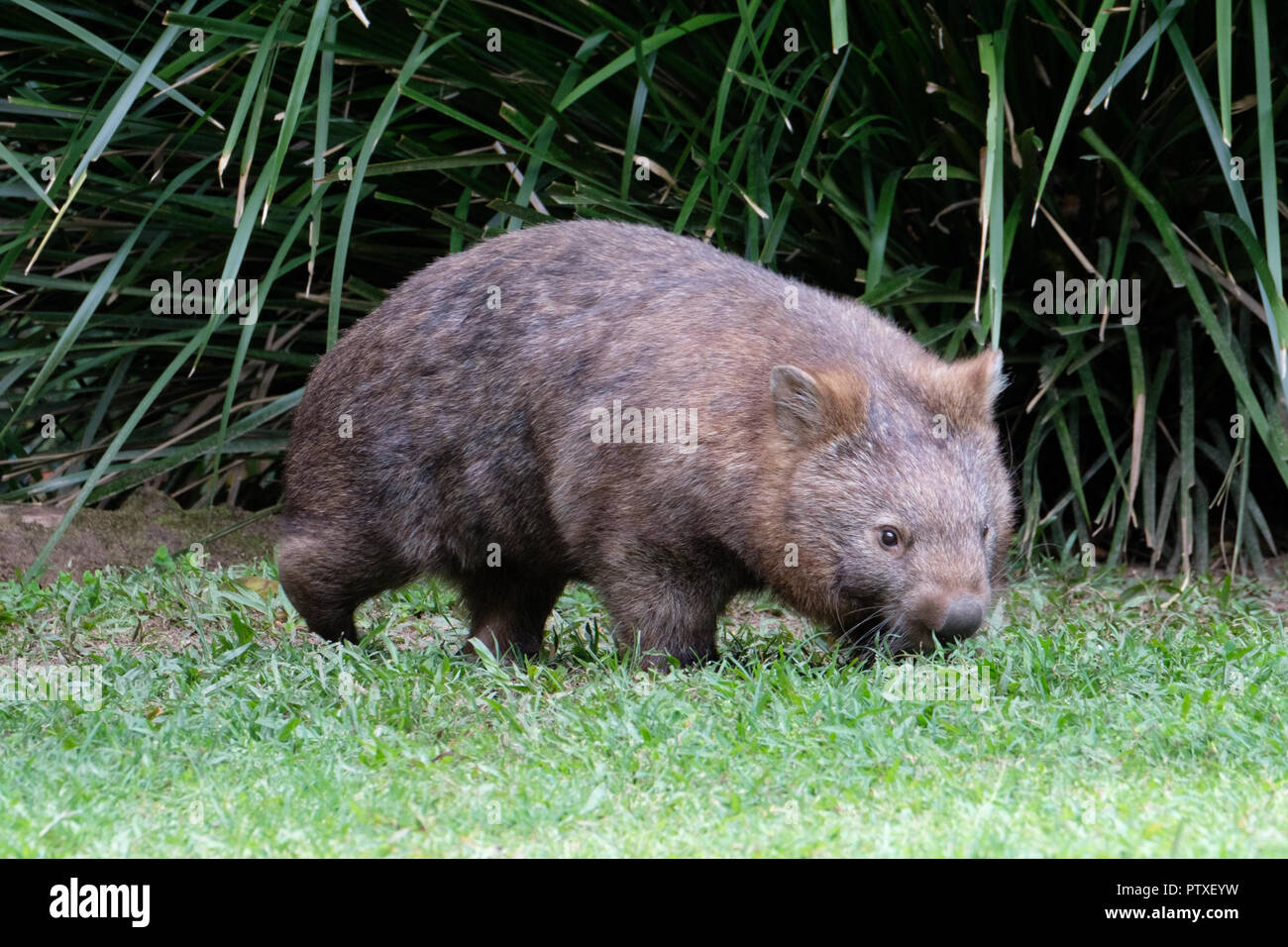 Wombat at Australia Zoo Stock Photo - Alamy