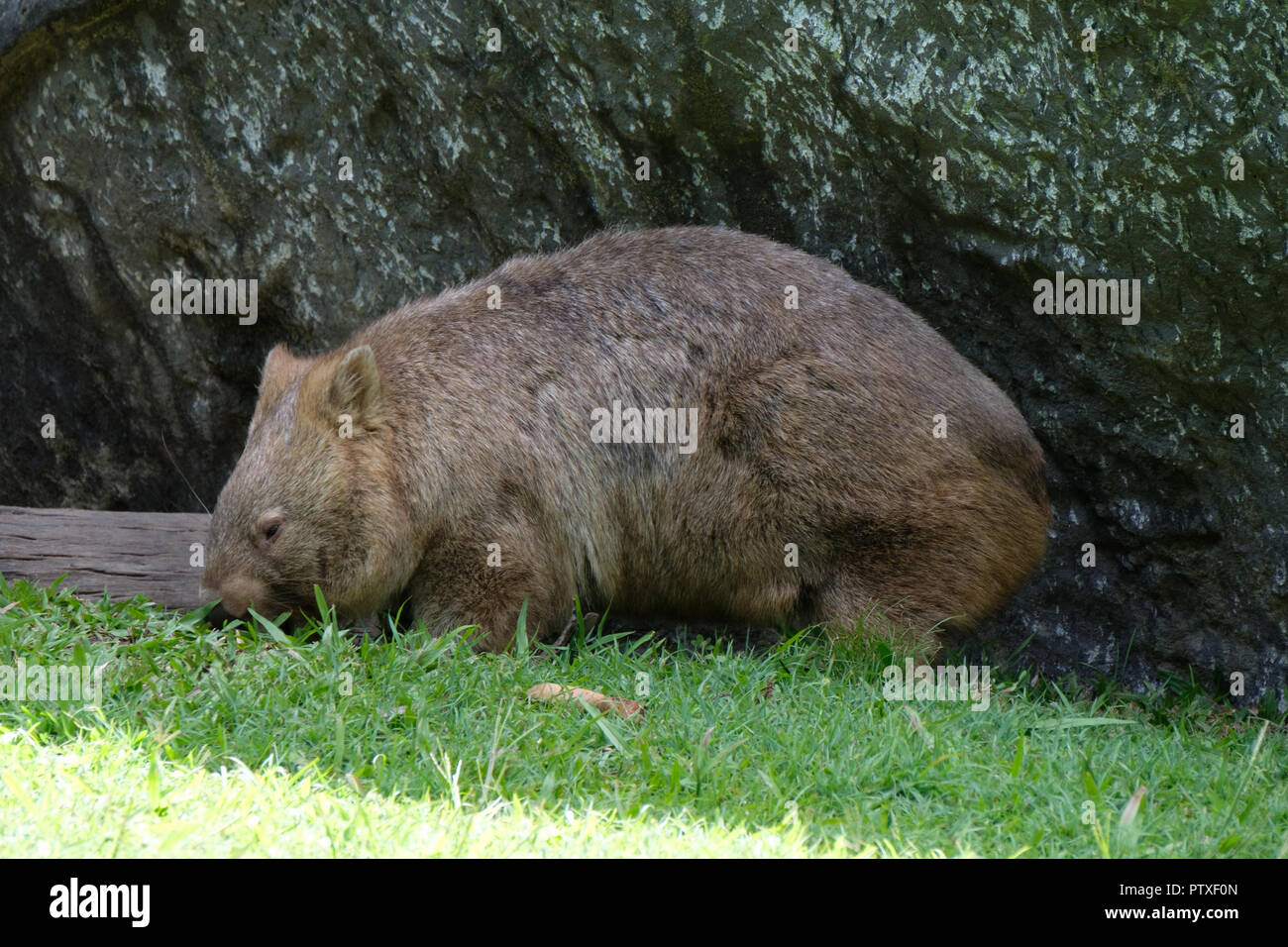 Wombat at Australia Zoo Stock Photo - Alamy