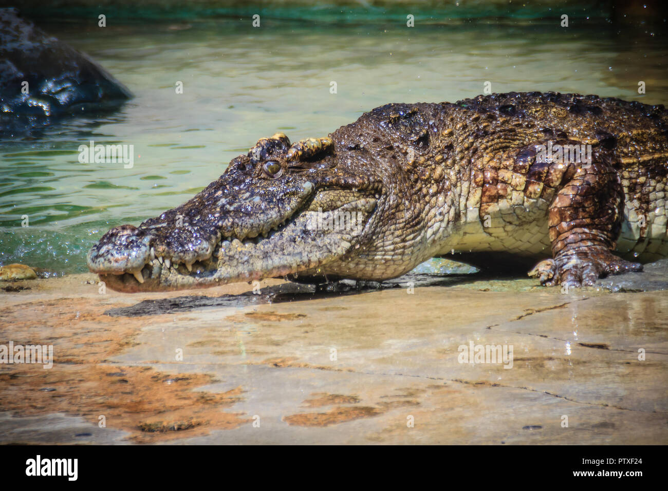 Scary Crocodile is crawling to basking in the pond at the crocodile ...