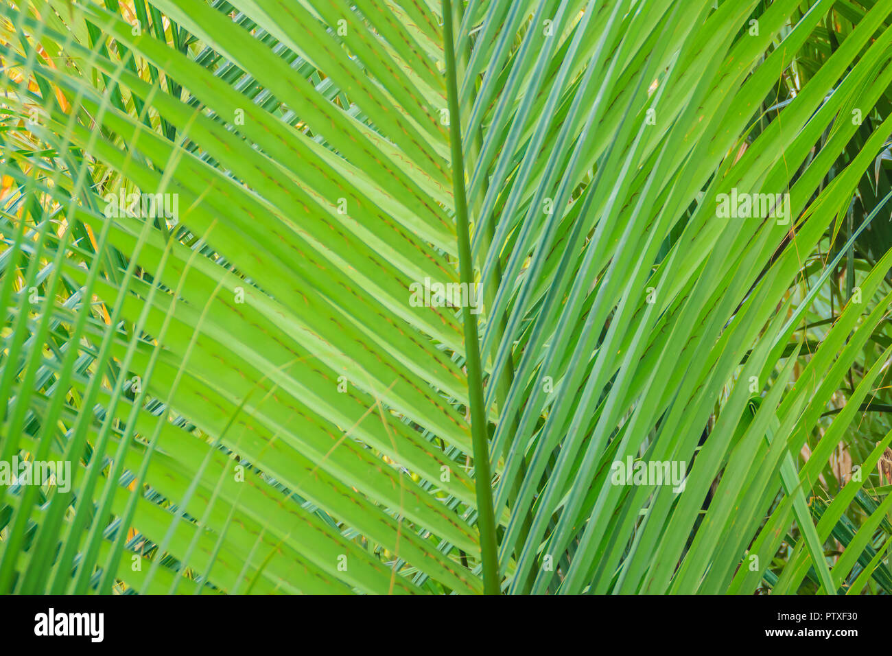 Nipa Palm Tree High Resolution Stock Photography and Images - Alamy