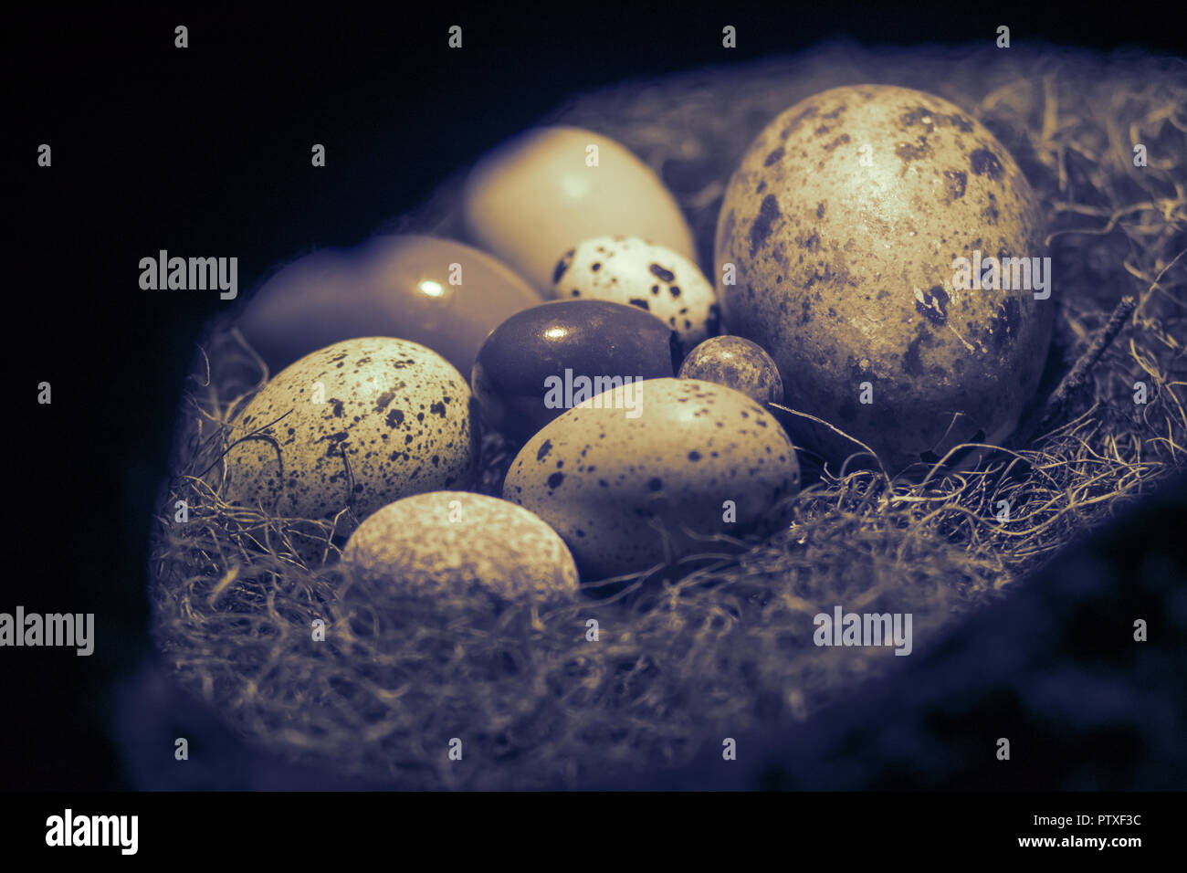 Nest with eggs underground Stock Photo - Alamy
