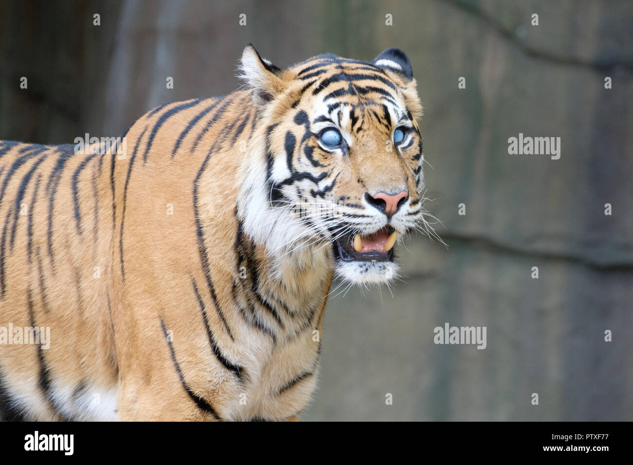 A day at Australia Zoo - Blind Tiger Stock Photo - Alamy