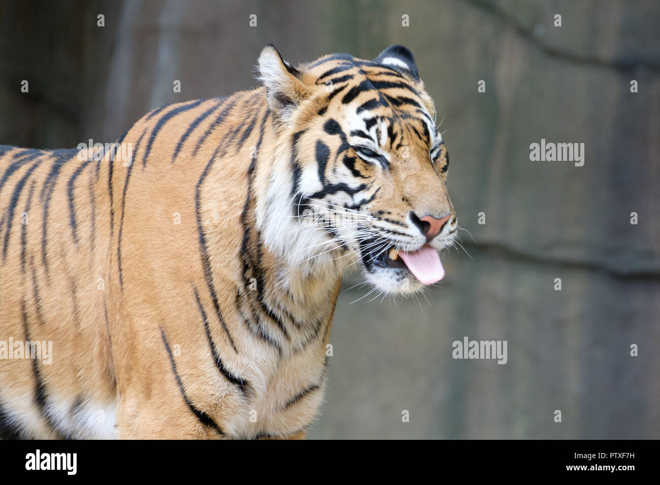 A day at Australia Zoo - Blind Tiger Stock Photo - Alamy
