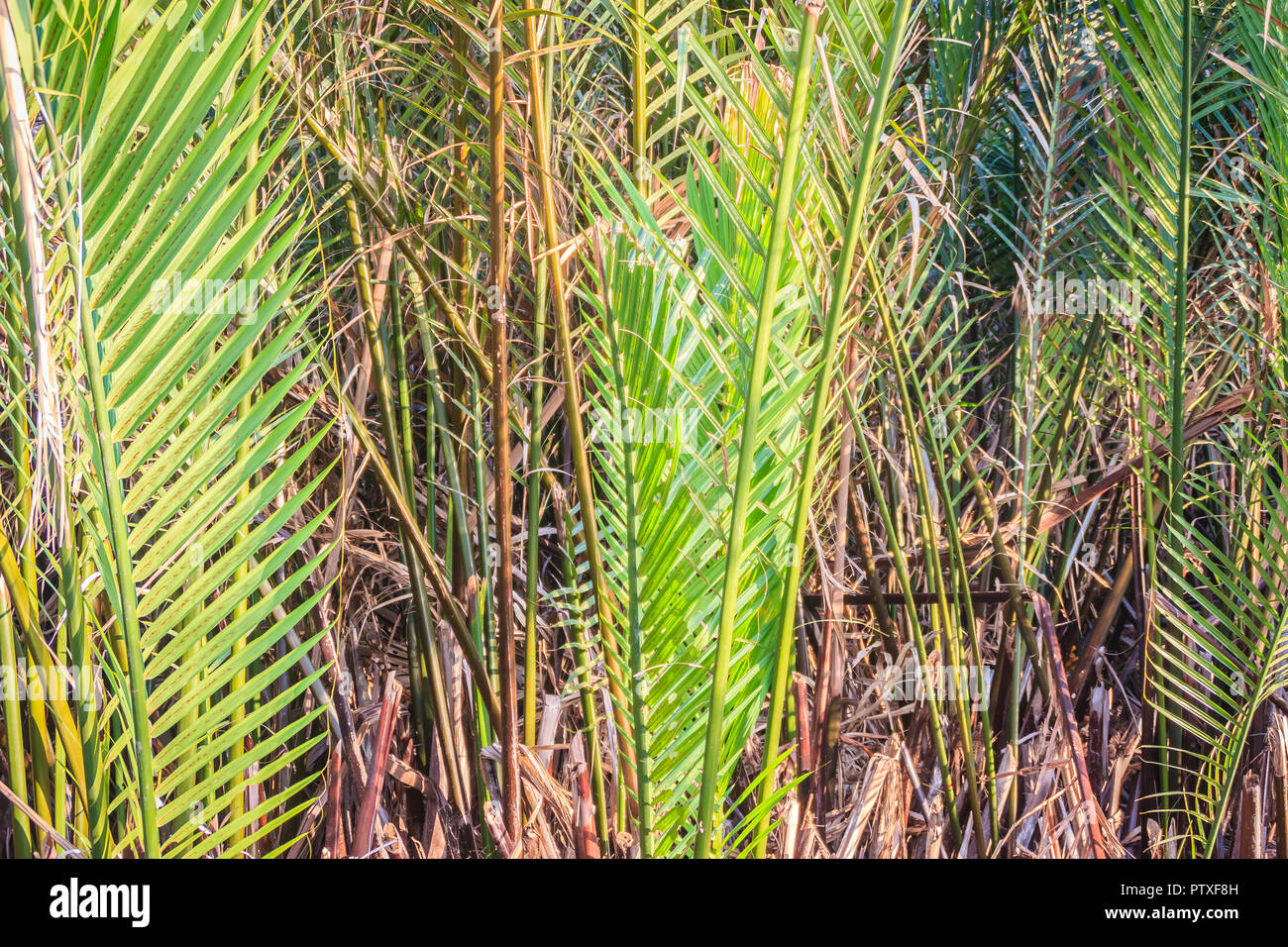 Nipa Palm Leaves High Resolution Stock Photography and Images - Alamy