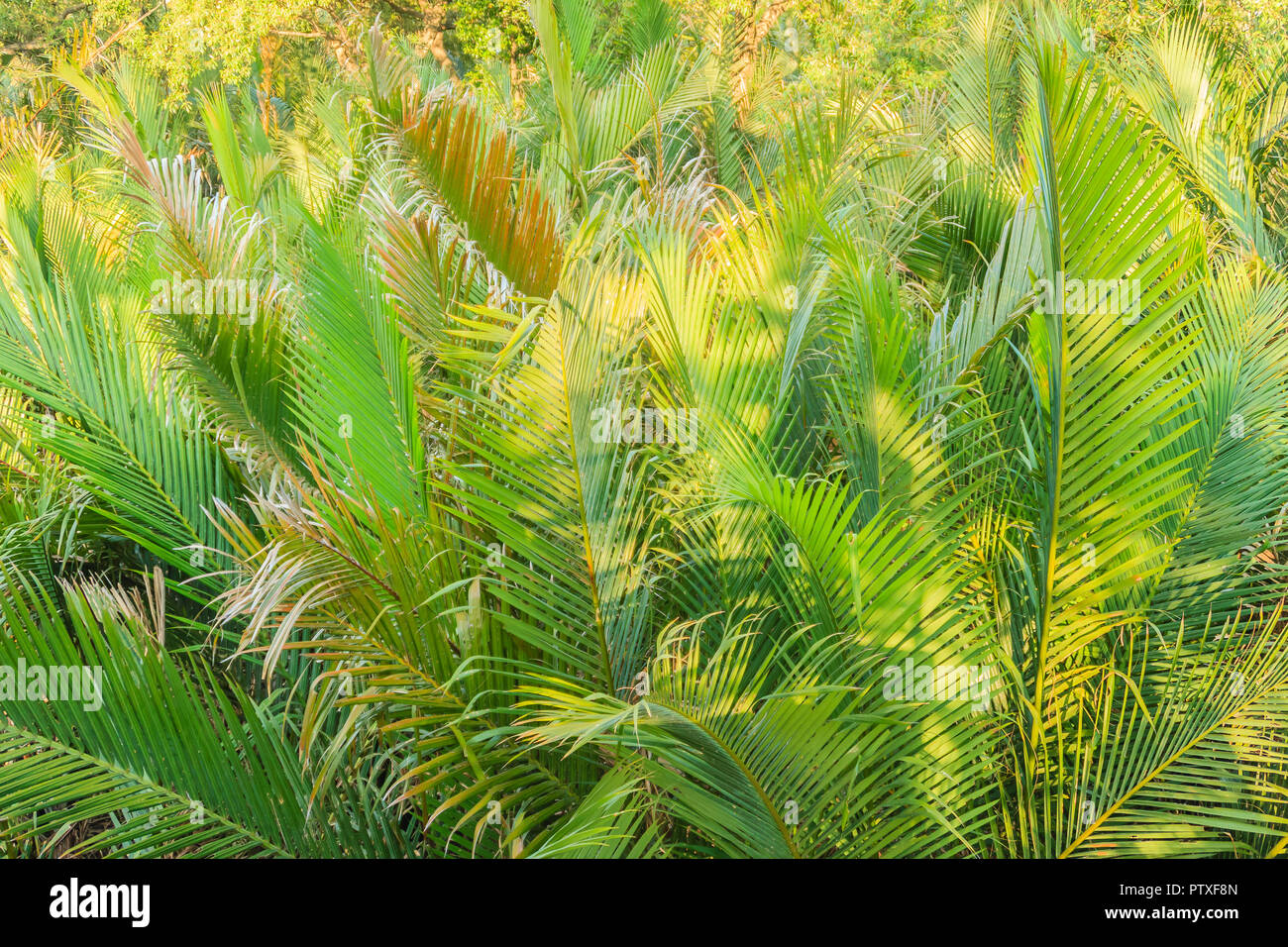 Green nipa palm (Nypa fruticans) forest with blue sky background. Nypa ...