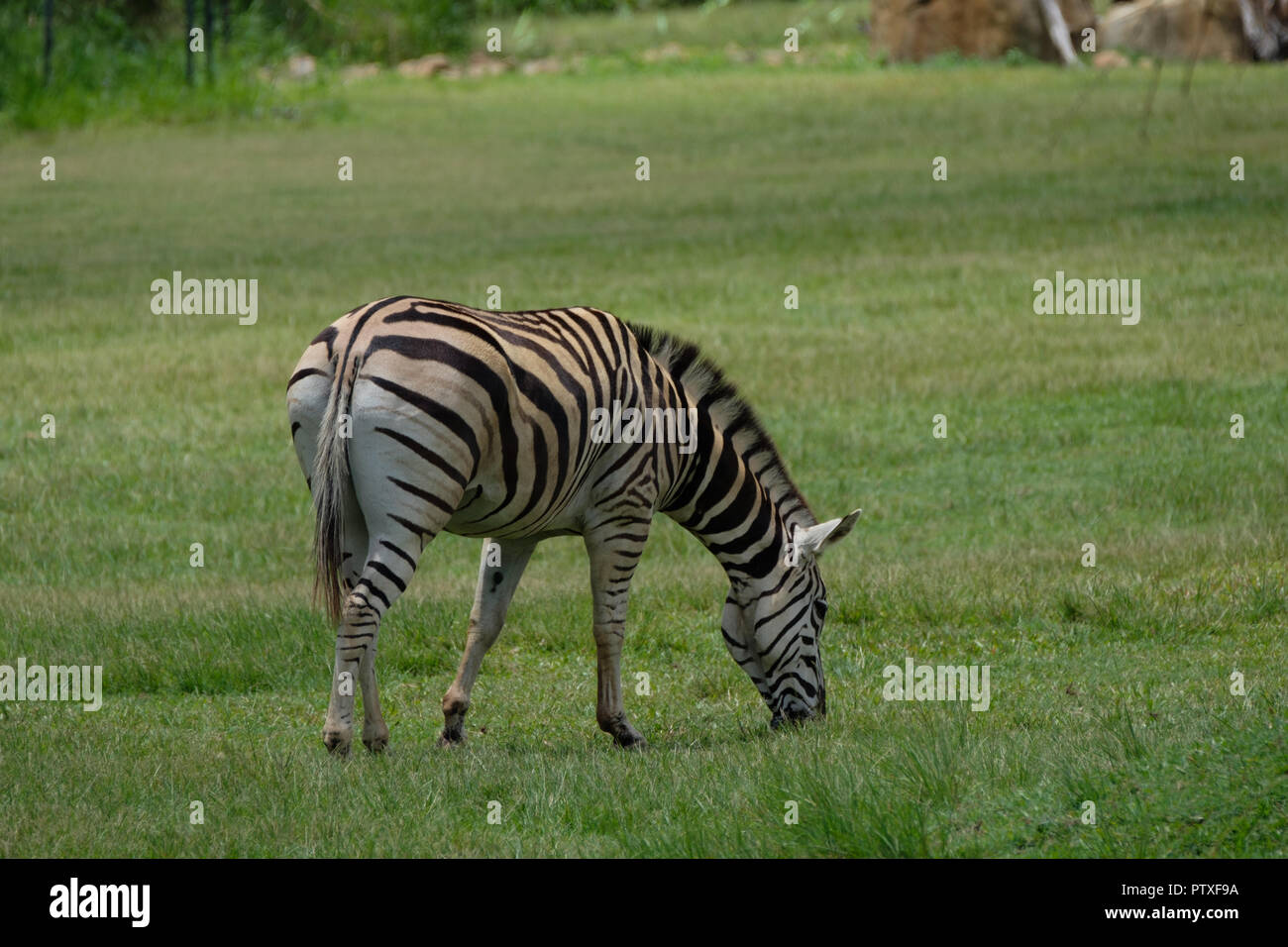 Zebra at Australia Zoo Stock Photo - Alamy