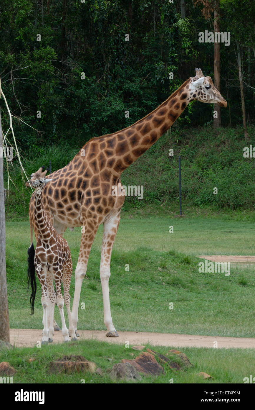 Giraffe at Australia Zoo Stock Photo - Alamy
