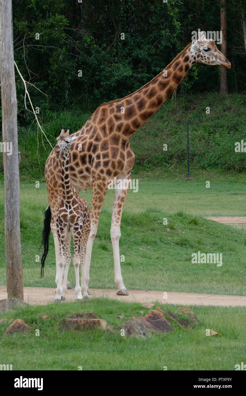 Australia zoo queensland giraffe hi-res stock photography and images ...