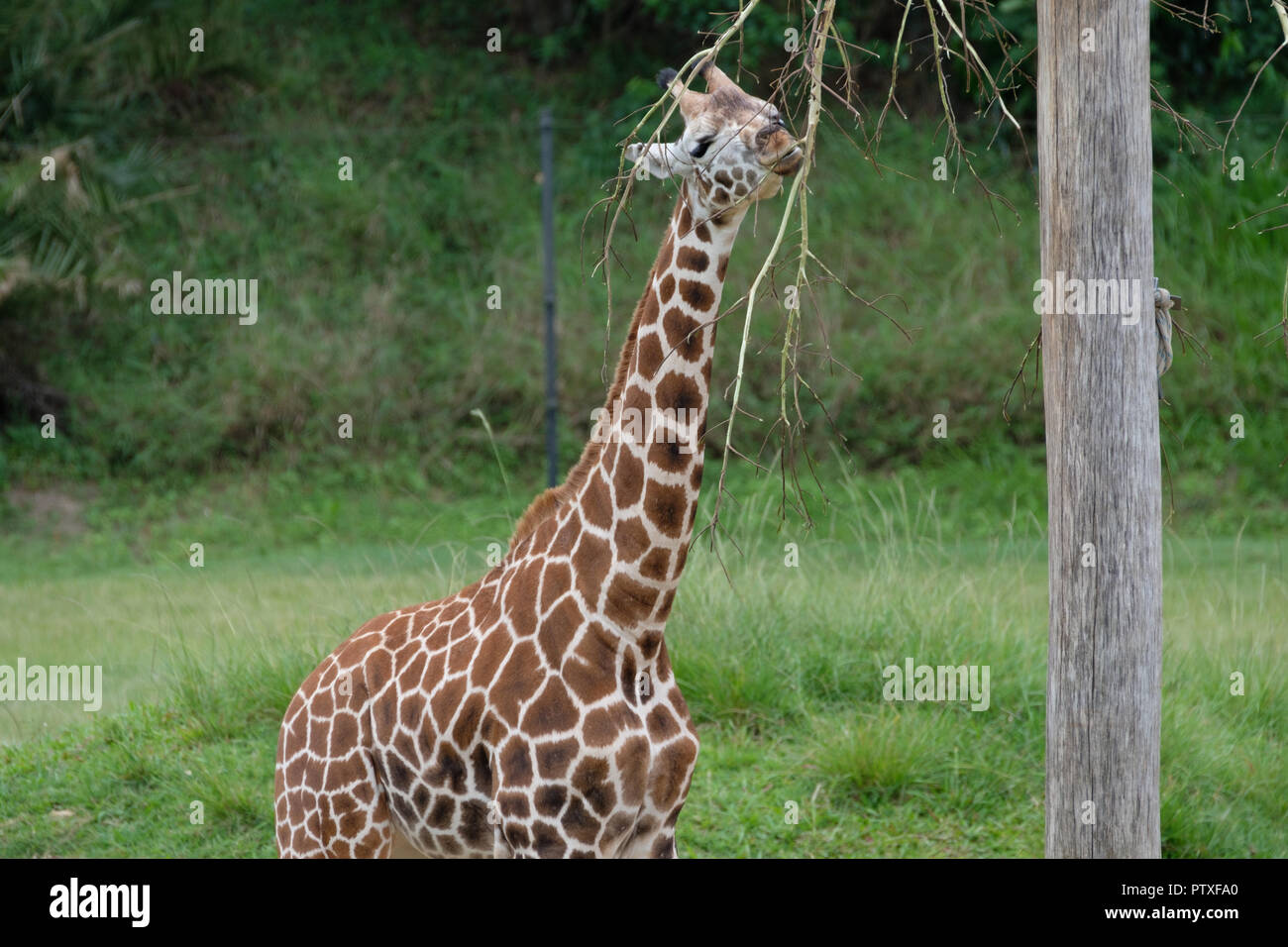 Giraffe at Australia Zoo Stock Photo - Alamy