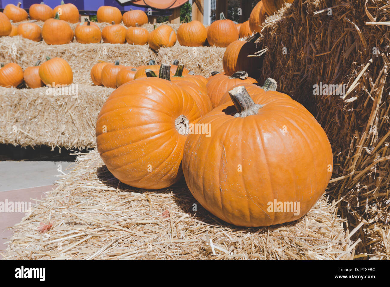 Big orange hi-res stock photography and images - Alamy