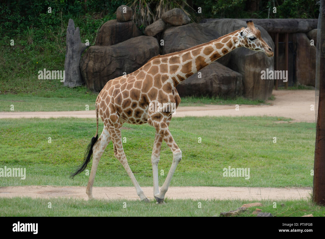 Giraffe at Australia Zoo Stock Photo - Alamy