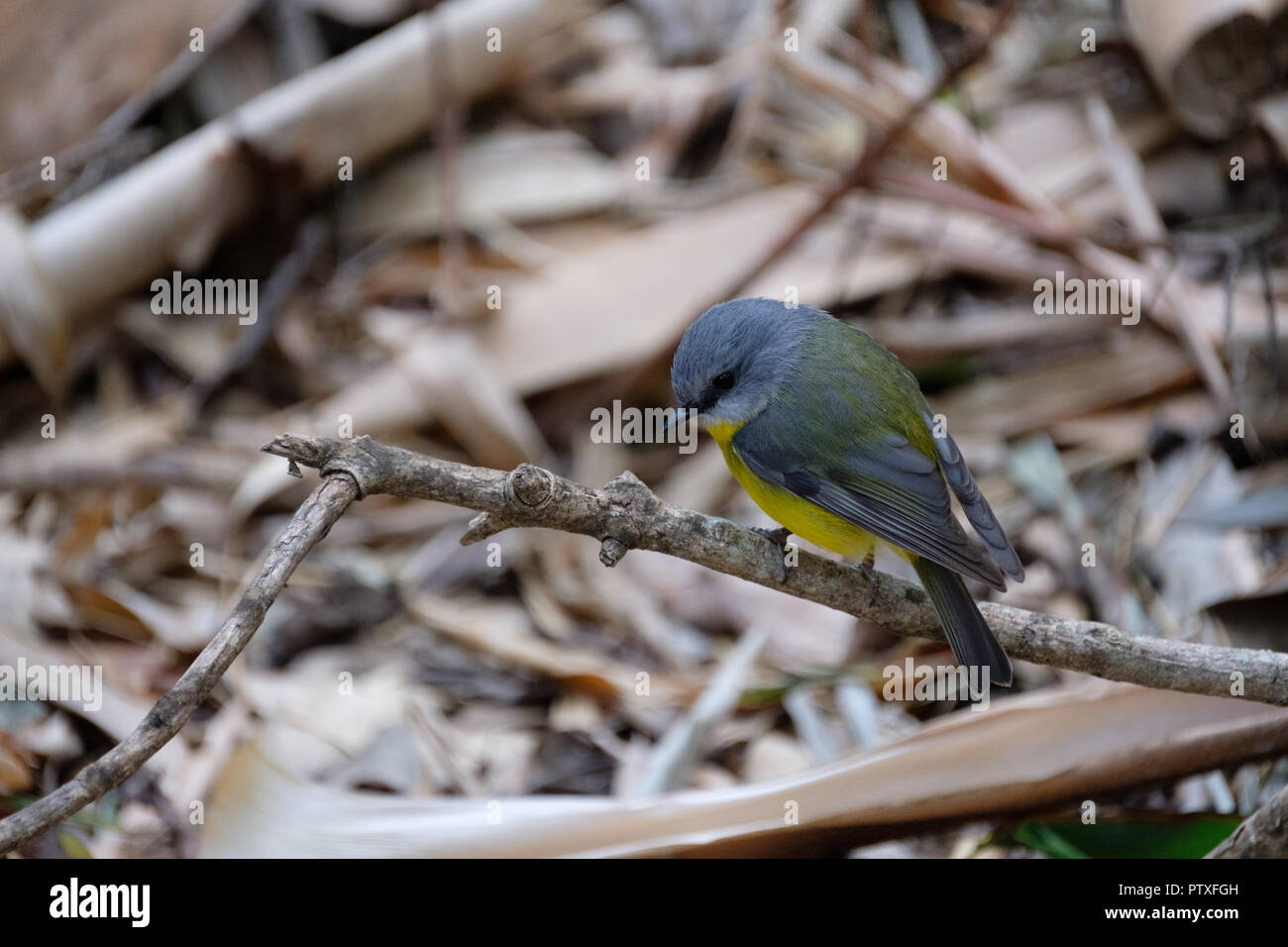 Eastern Yellow Robin at Australia Zoo Stock Photo - Alamy