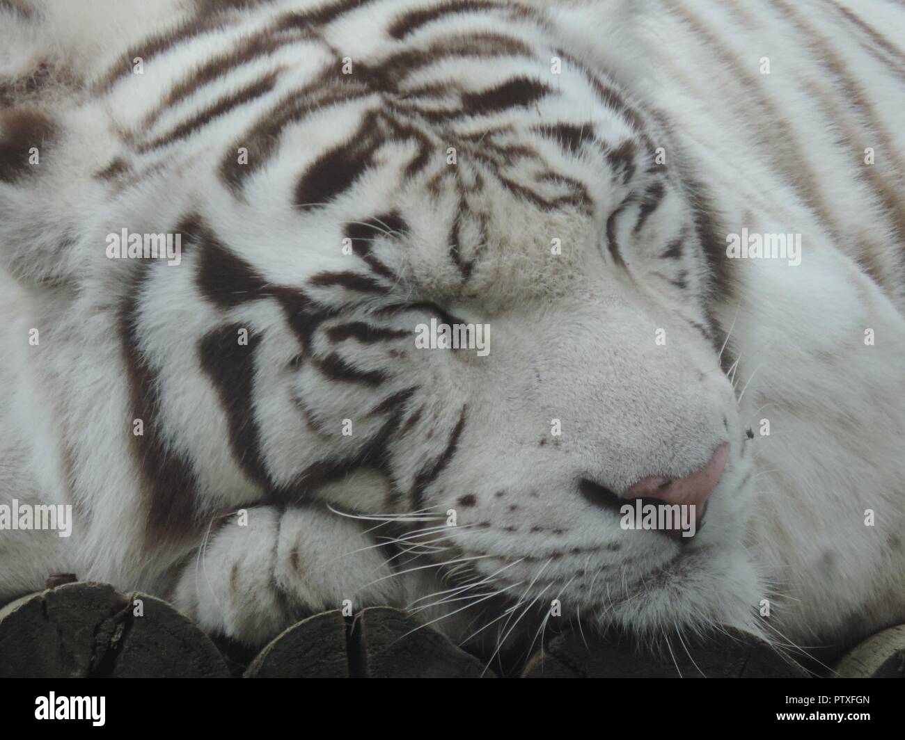 Tiger sleeping hi-res stock photography and images - Alamy