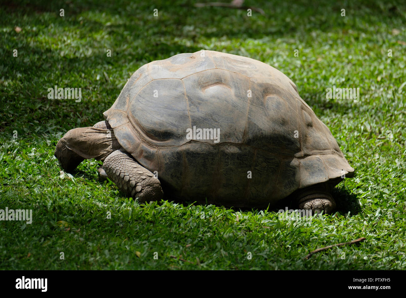 Aldabran Tortoise at Australia Zoo Stock Photo - Alamy