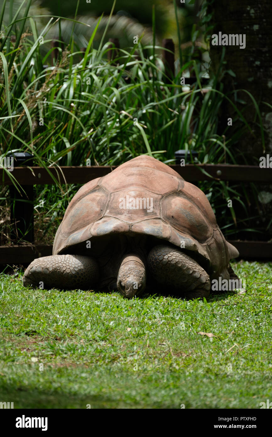 Aldabran Tortoise at Australia Zoo Stock Photo - Alamy