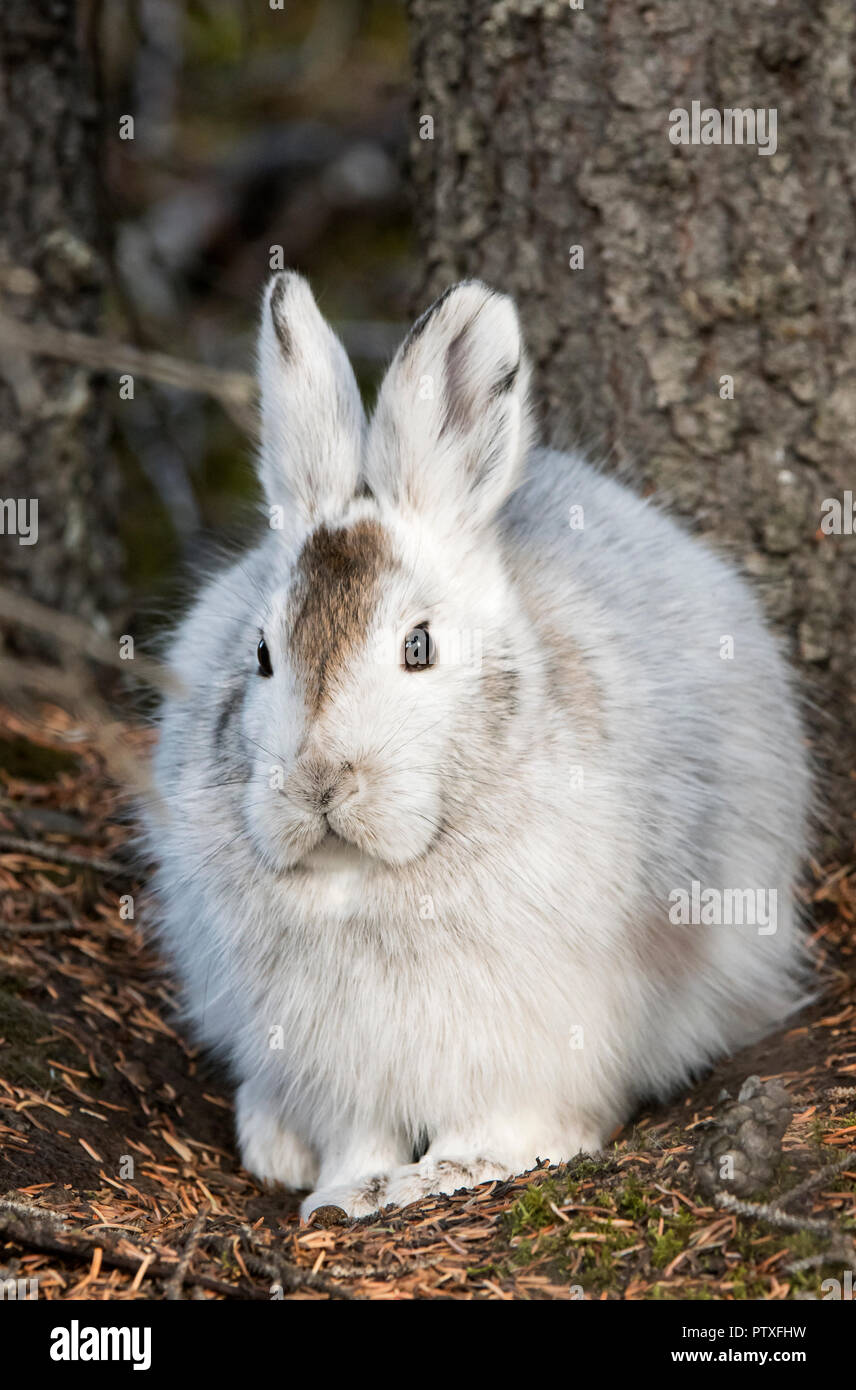 Snowshoe hare hi-res stock photography and images - Alamy