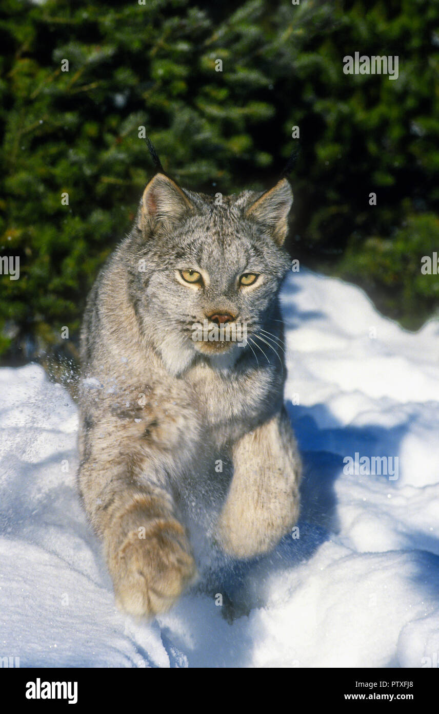 Alaska Lynx High Resolution Stock Photography and Images - Alamy