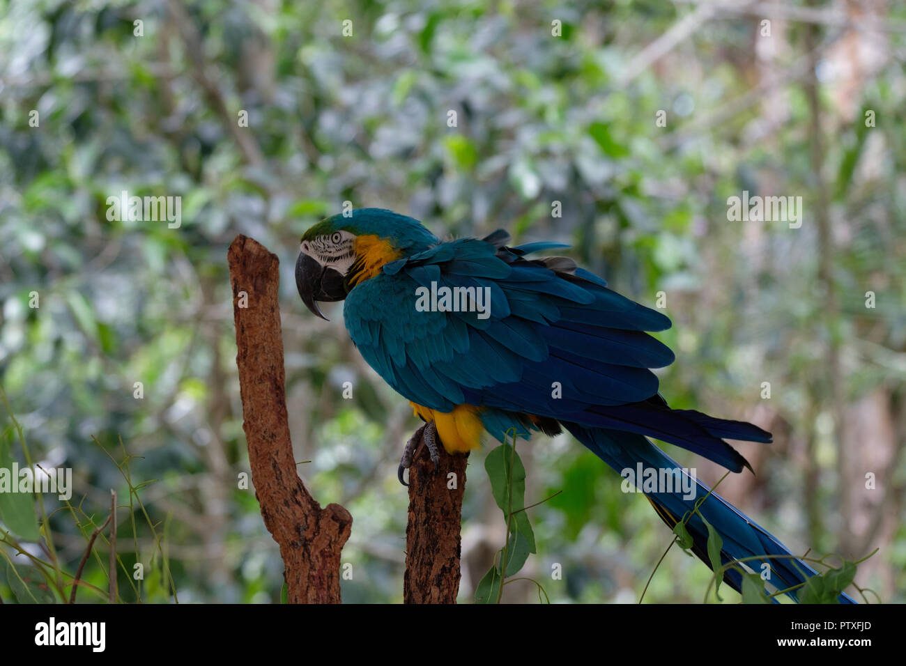 Blue & Gold Macaw at Australia Zoo Stock Photo - Alamy