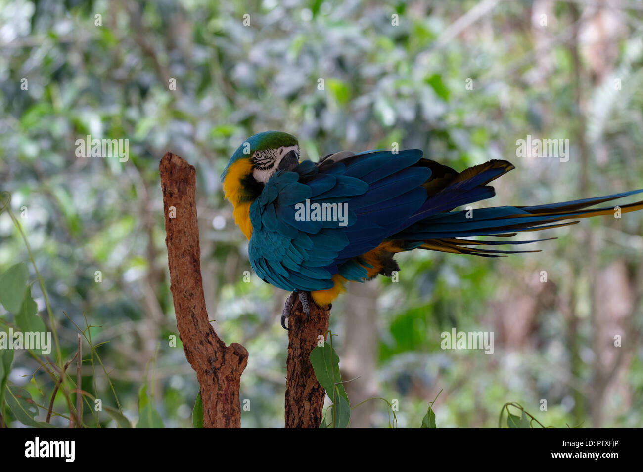 Blue & Gold Macaw at Australia Zoo Stock Photo - Alamy