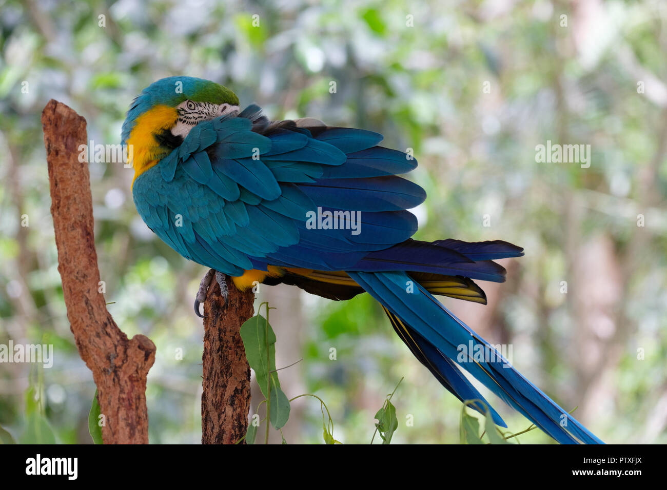 Blue & Gold Macaw at Australia Zoo Stock Photo - Alamy