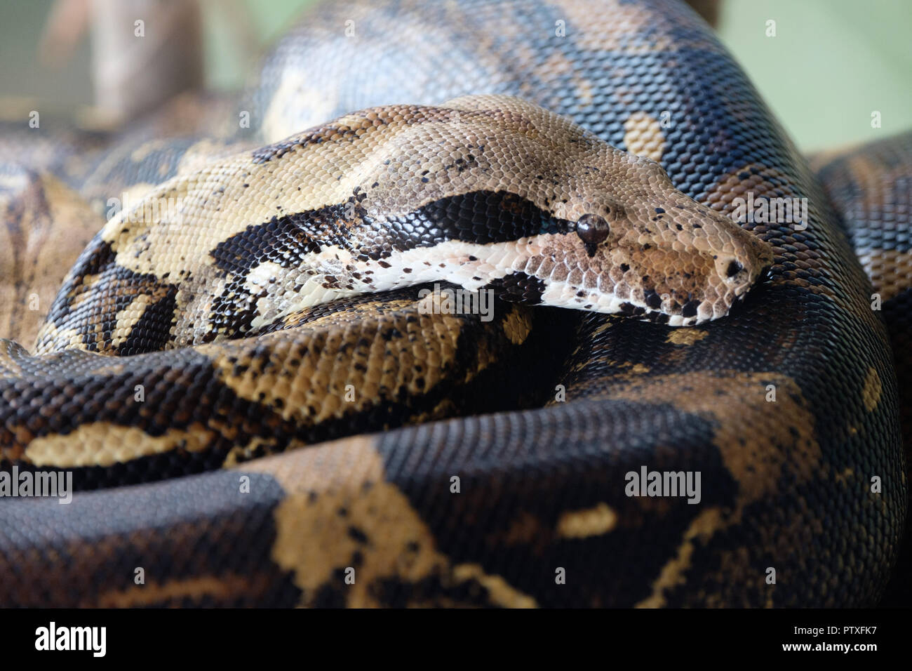 Boa Constrictor at Australia Zoo Stock Photo - Alamy