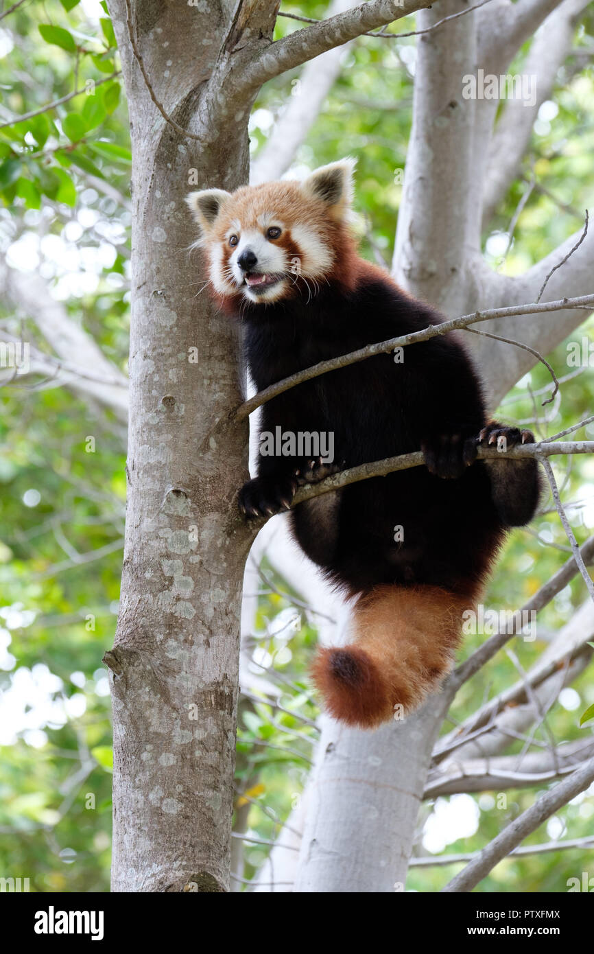 Red Panda at Australia Zoo Stock Photo - Alamy