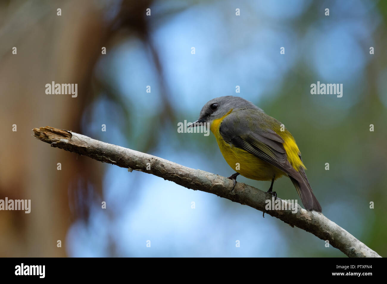 Yellow breasted robin hi-res stock photography and images - Alamy