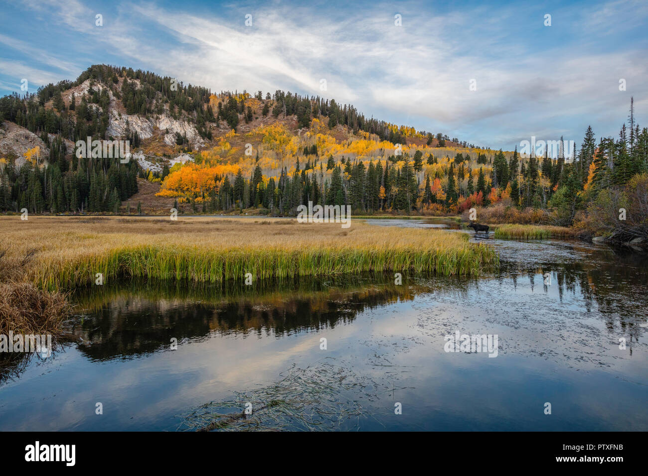 Silver Lake with fall foliage and moose, Brighton, Big Cottonwood ...