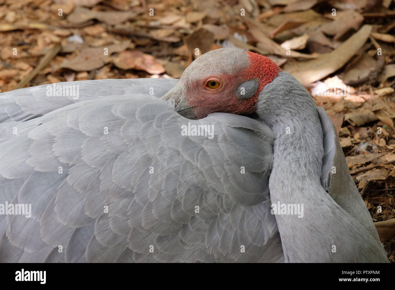 Brolga Queensland Australia High Resolution Stock Photography and ...
