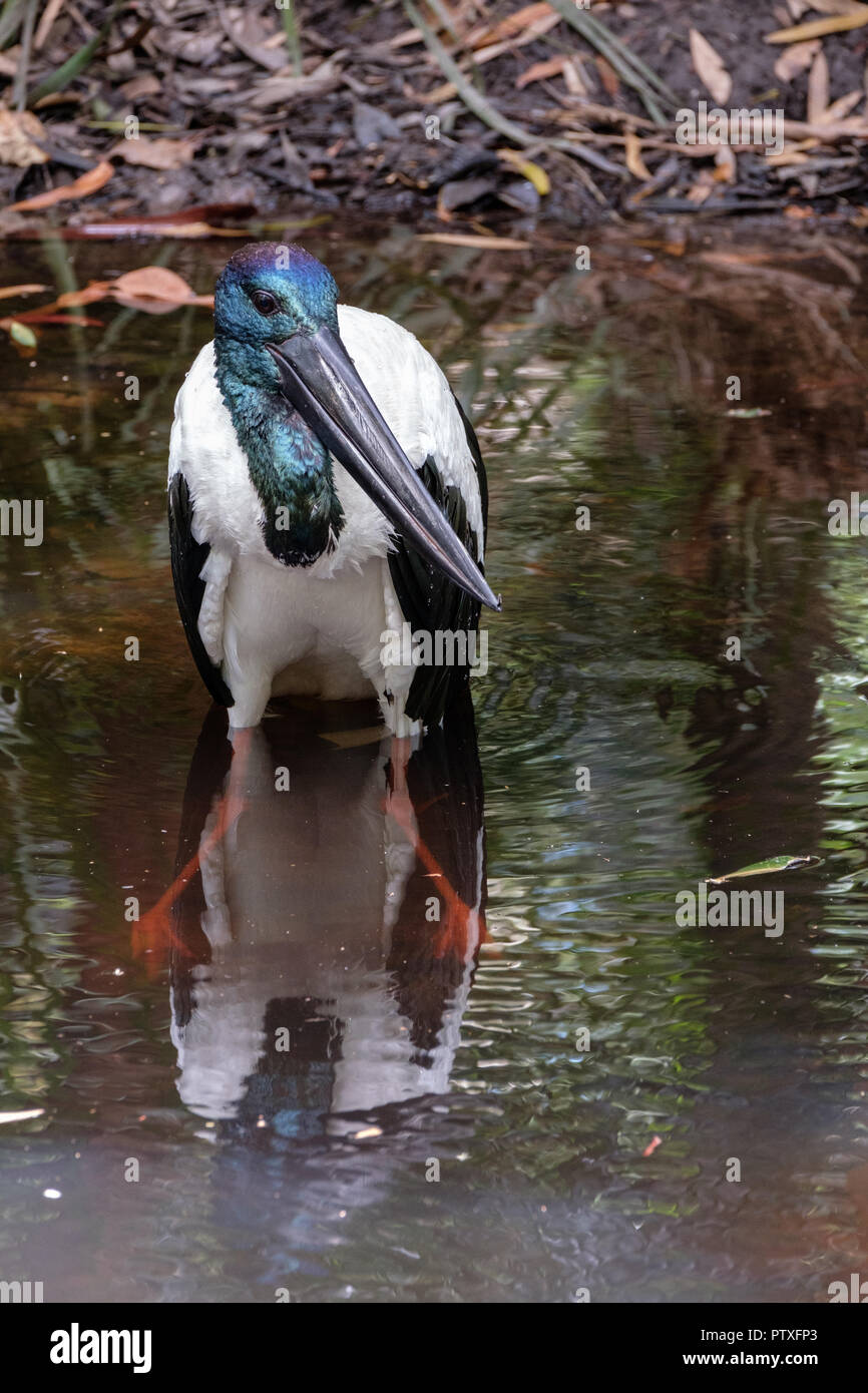 Jabiru zoo hi-res stock photography and images - Alamy