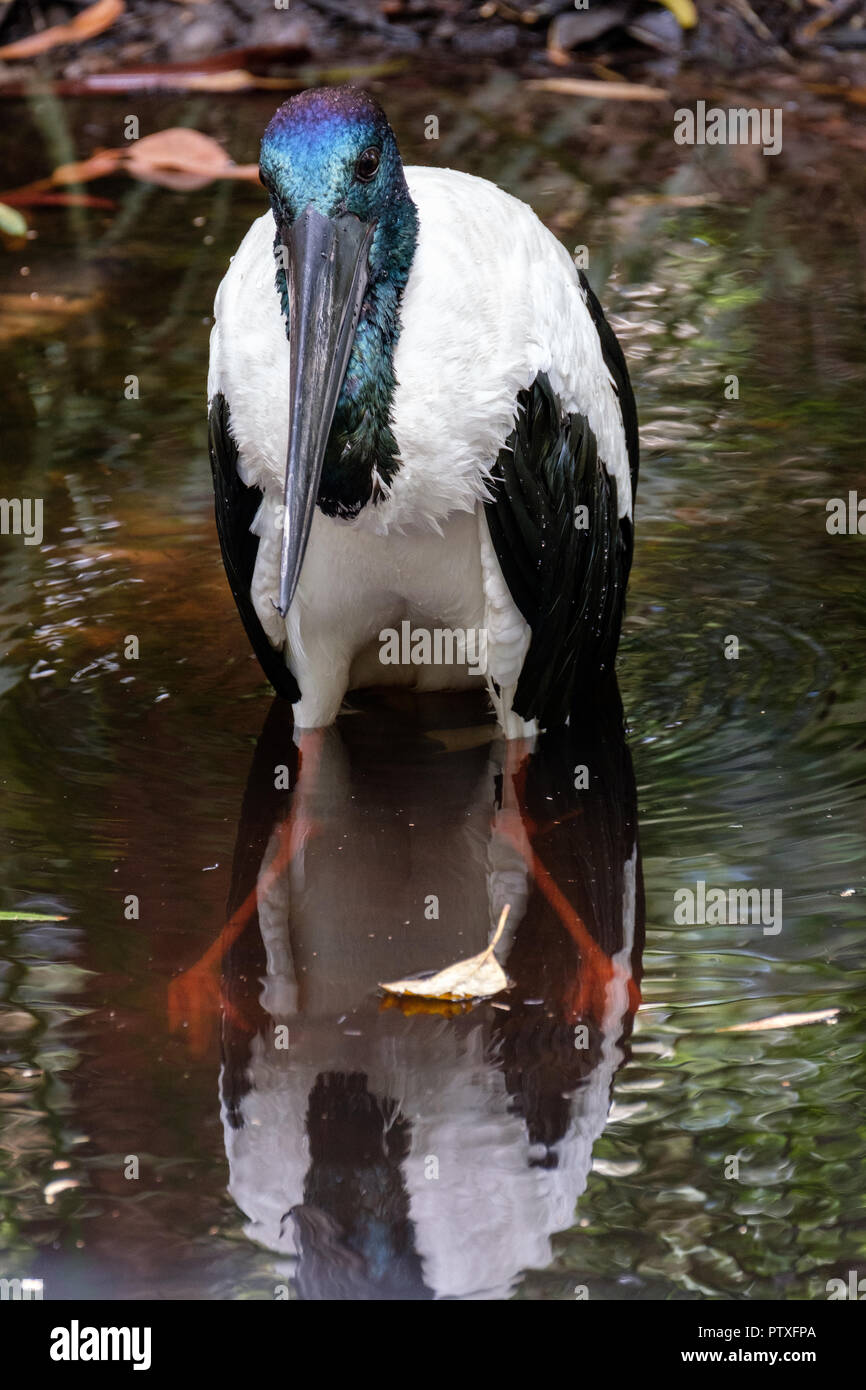Australian jabiru hi-res stock photography and images - Alamy
