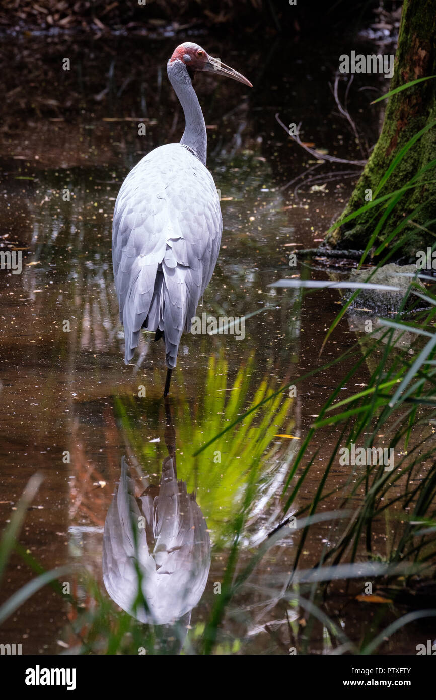 Brolga hi-res stock photography and images - Alamy