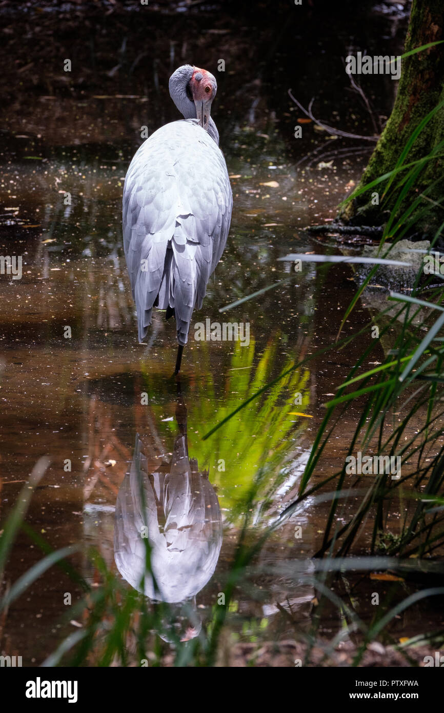 Brolga queensland australia hi-res stock photography and images - Alamy