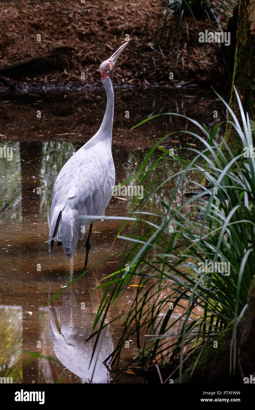 Brolga queensland australia hi-res stock photography and images - Alamy