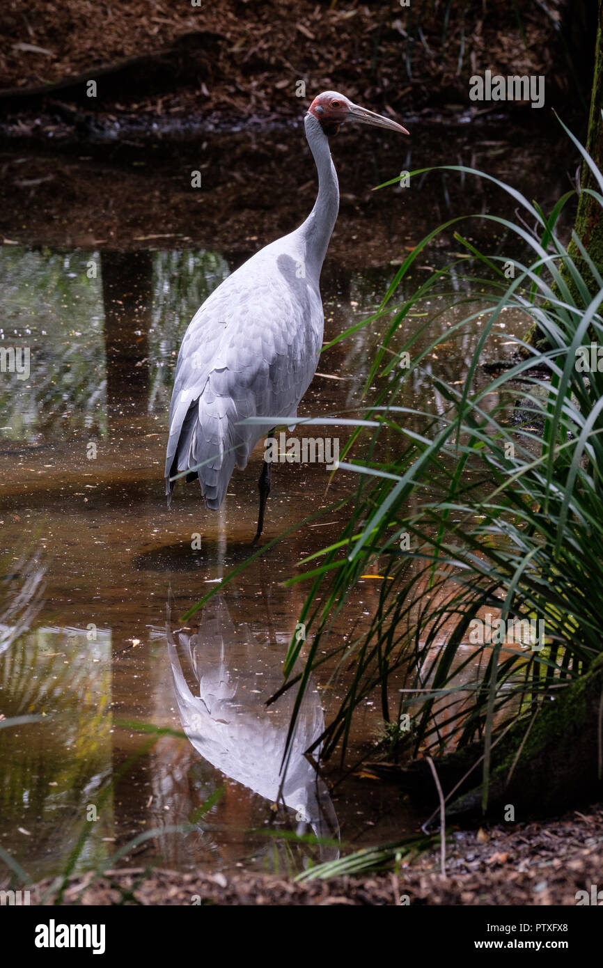 Brolga bird hi-res stock photography and images - Alamy