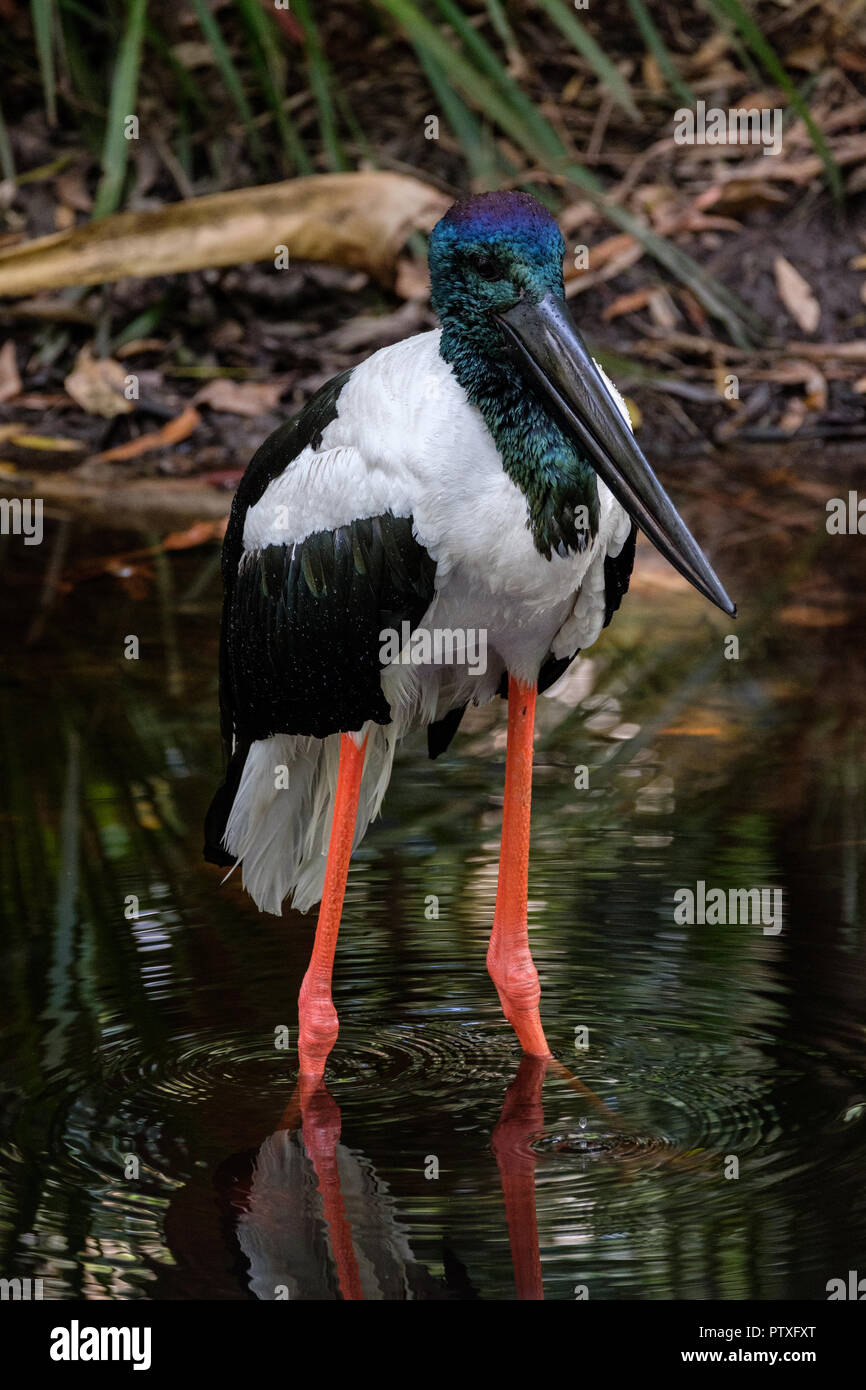 Jabiru at Australia Zoo Stock Photo - Alamy