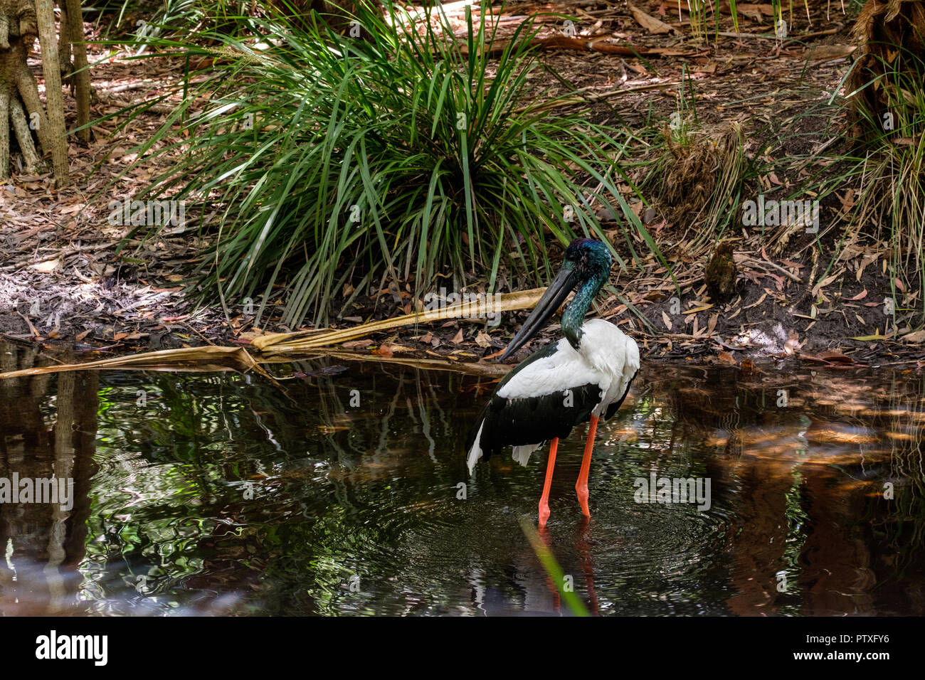 Jabiru zoo hi-res stock photography and images - Alamy