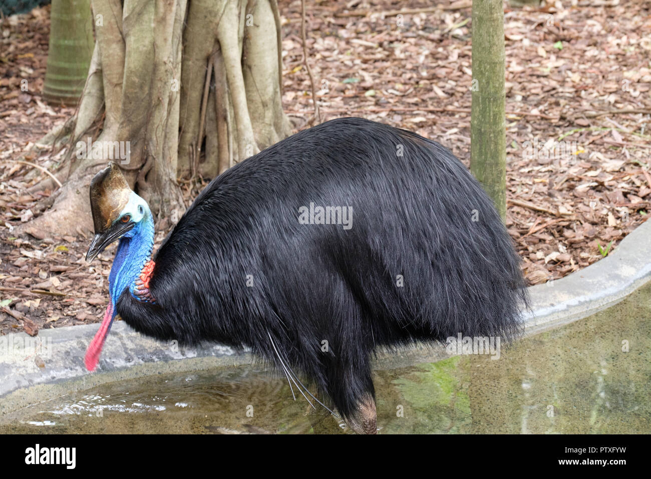 Cassowary at Australia Zoo Stock Photo - Alamy