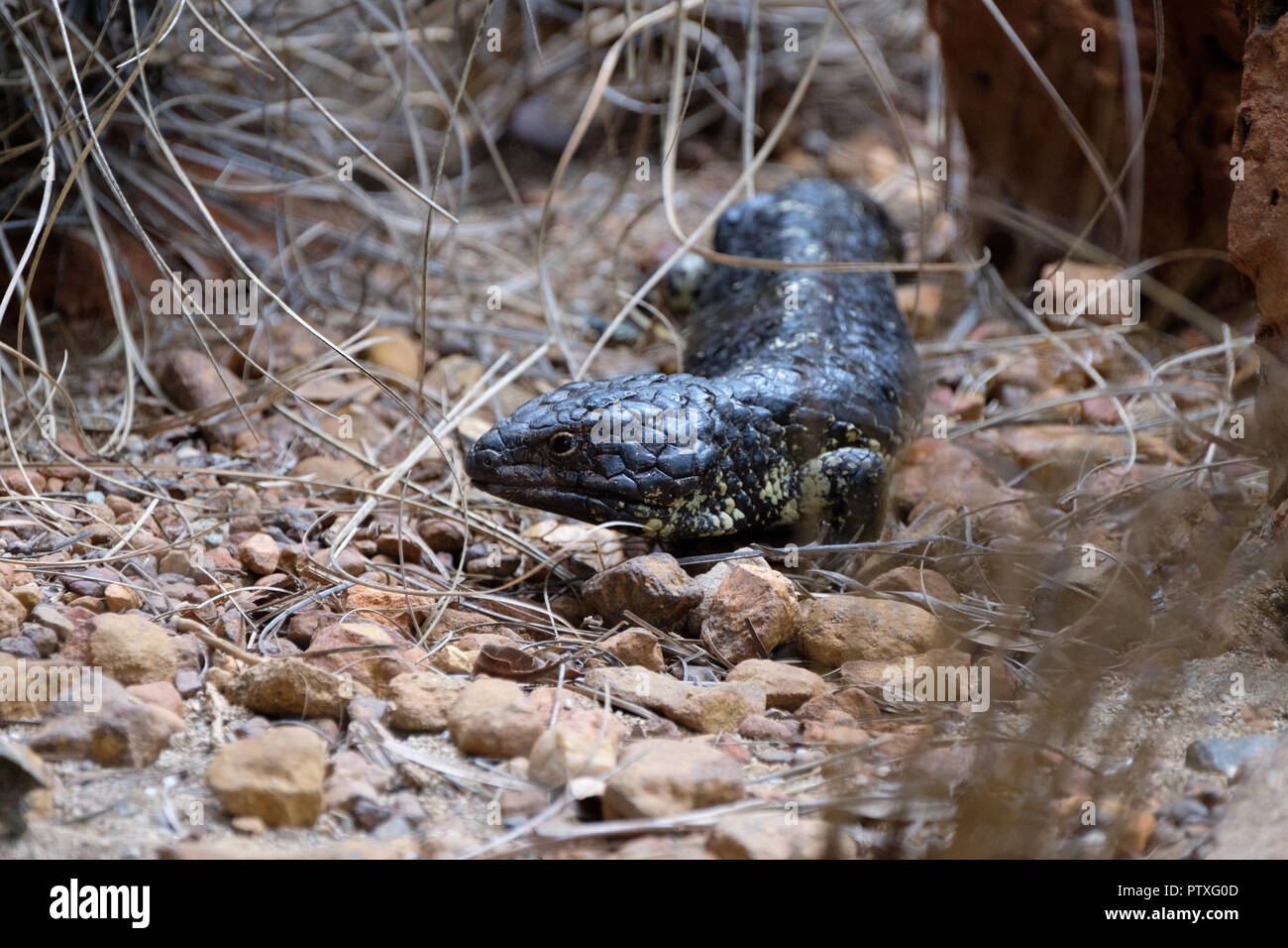 Shingleback Lizard at Australia Zoo Stock Photo - Alamy