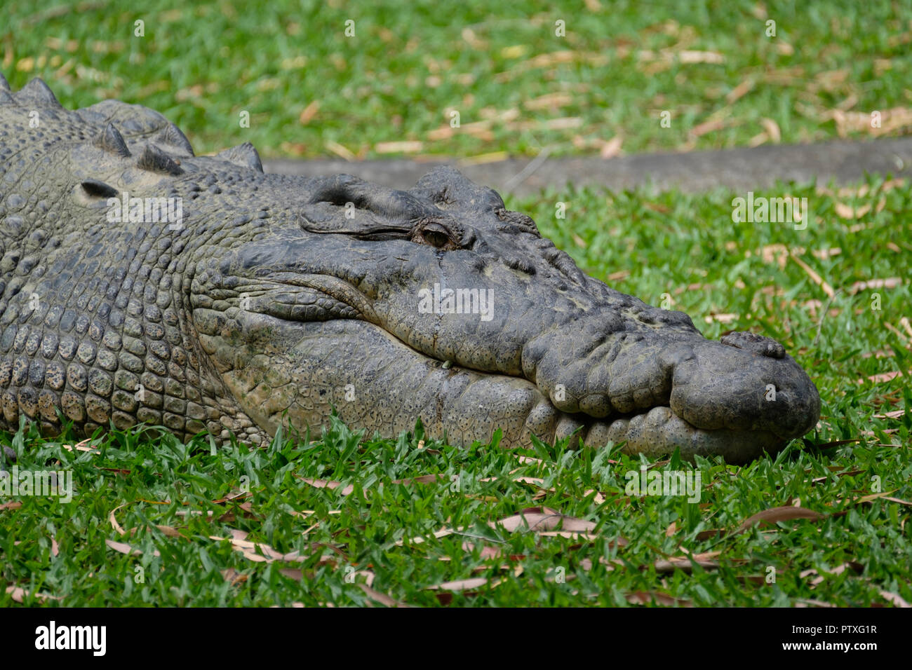 Saltwater Crocodiles at Australia Zoo Stock Photo - Alamy