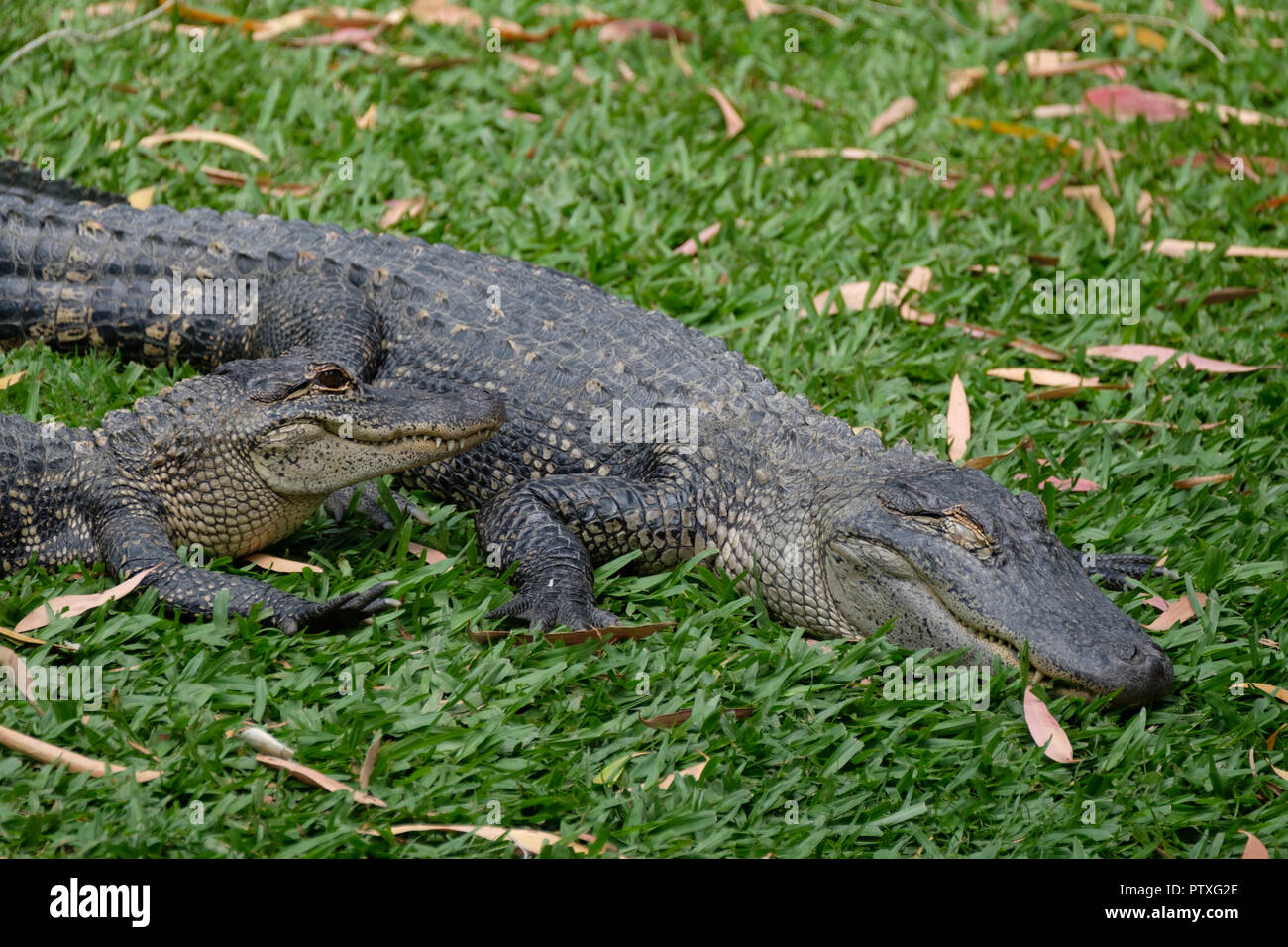 American Alligators at Australia Zoo Stock Photo - Alamy
