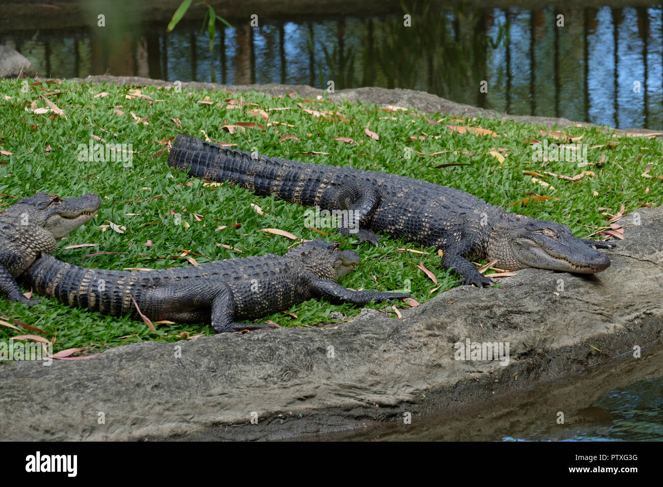 American Alligators at Australia Zoo Stock Photo - Alamy