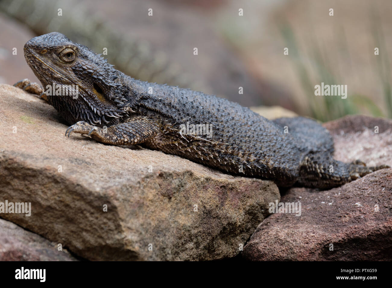Reptiles at Australia Zoo Stock Photo - Alamy