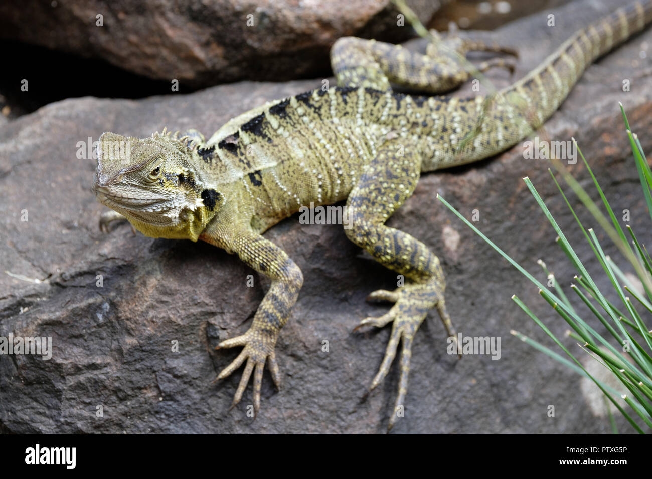 Reptiles of australia hi-res stock photography and images - Alamy