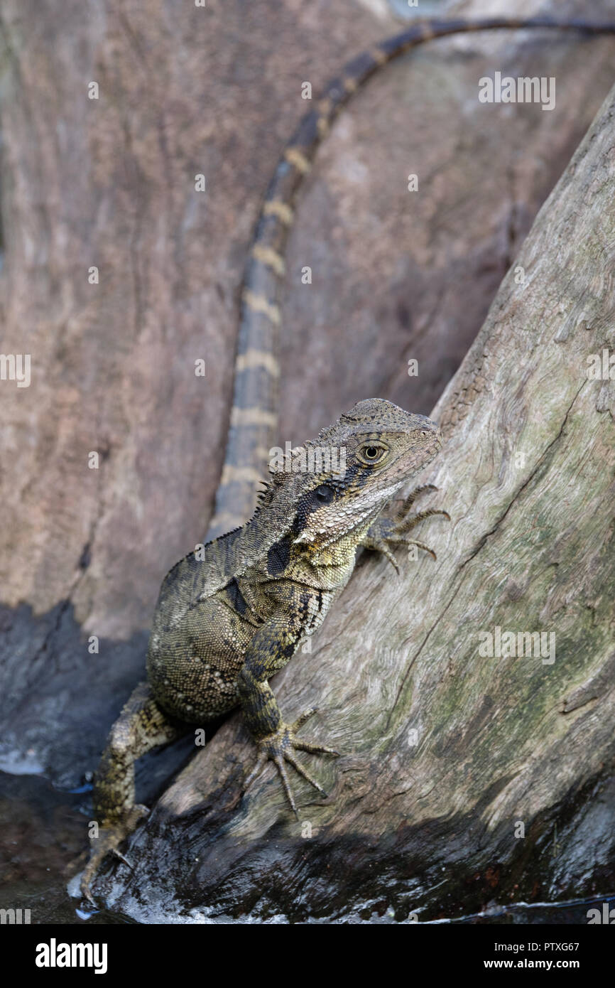 Reptiles at Australia Zoo Stock Photo - Alamy