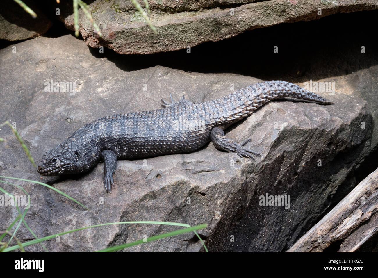 Reptiles at Australia Zoo Stock Photo - Alamy