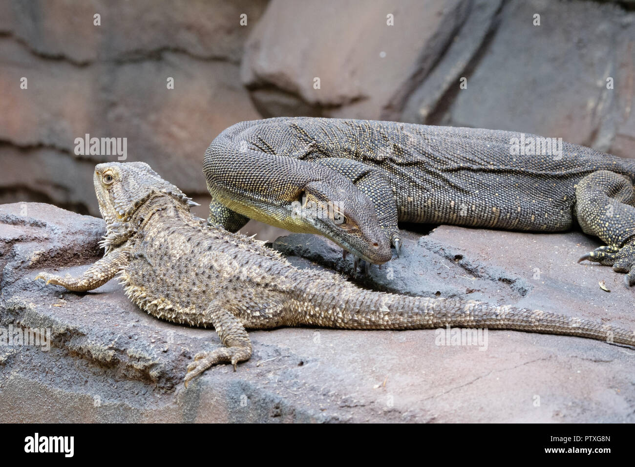 Reptiles at Australia Zoo Stock Photo - Alamy