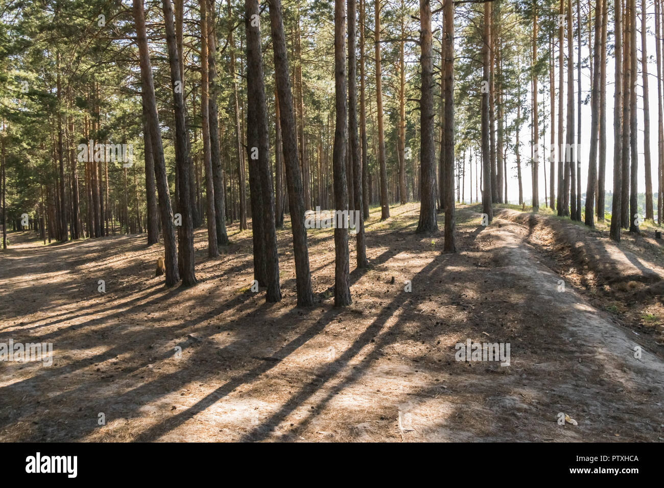 Sunny pathway in the forest on a summer day with pine trees shadows ...
