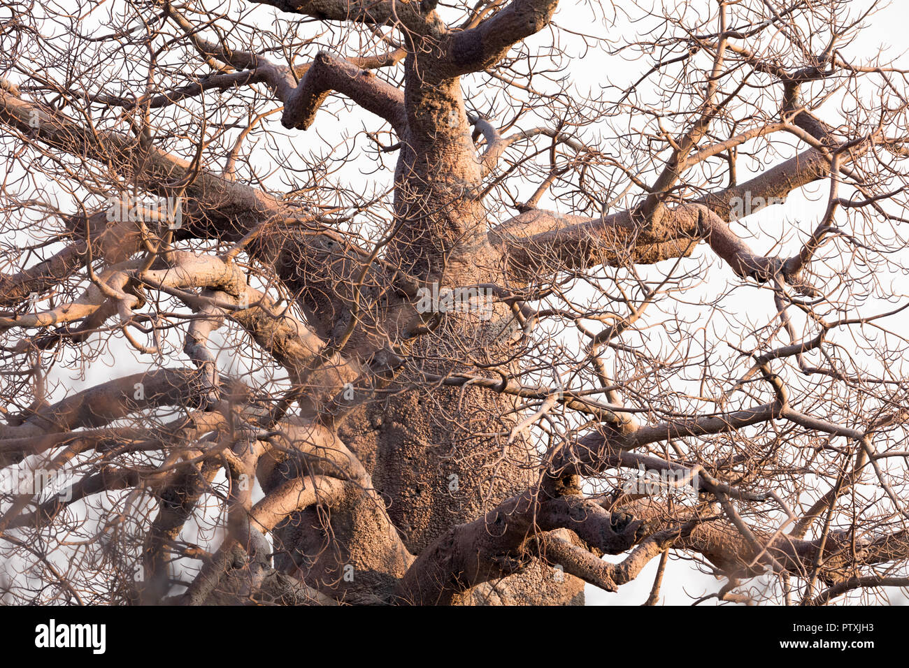 Large baobab tree in the north of Botswana Stock Photo - Alamy