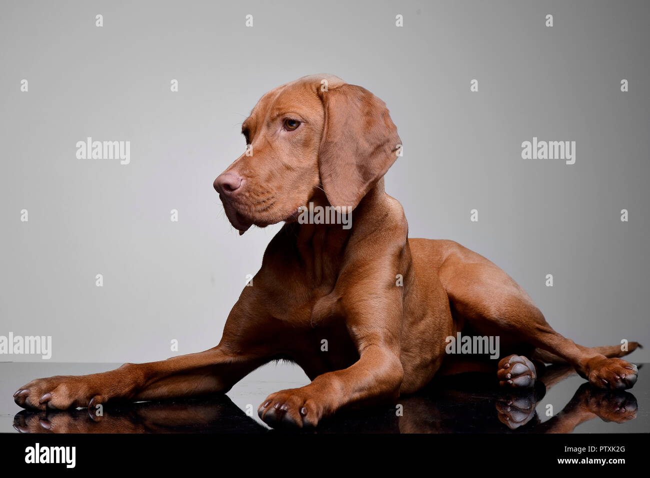 Studio shot of an adorable hungarian vizsla (magyar vizsla) lying on ...